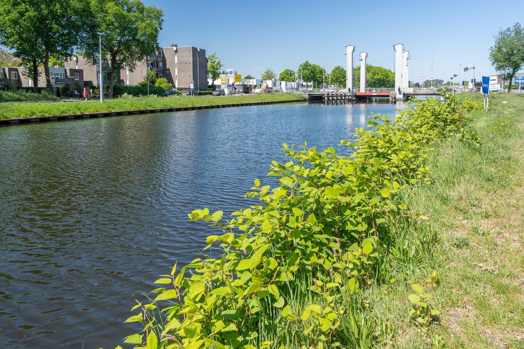 Invasieve uitheemse soorten & Exoten | Europa decentraal